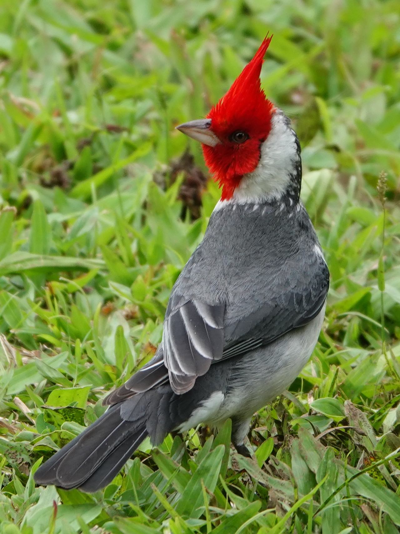 Brazilian Red-crested Cardinal (DSC01726) – DrFeezell.com