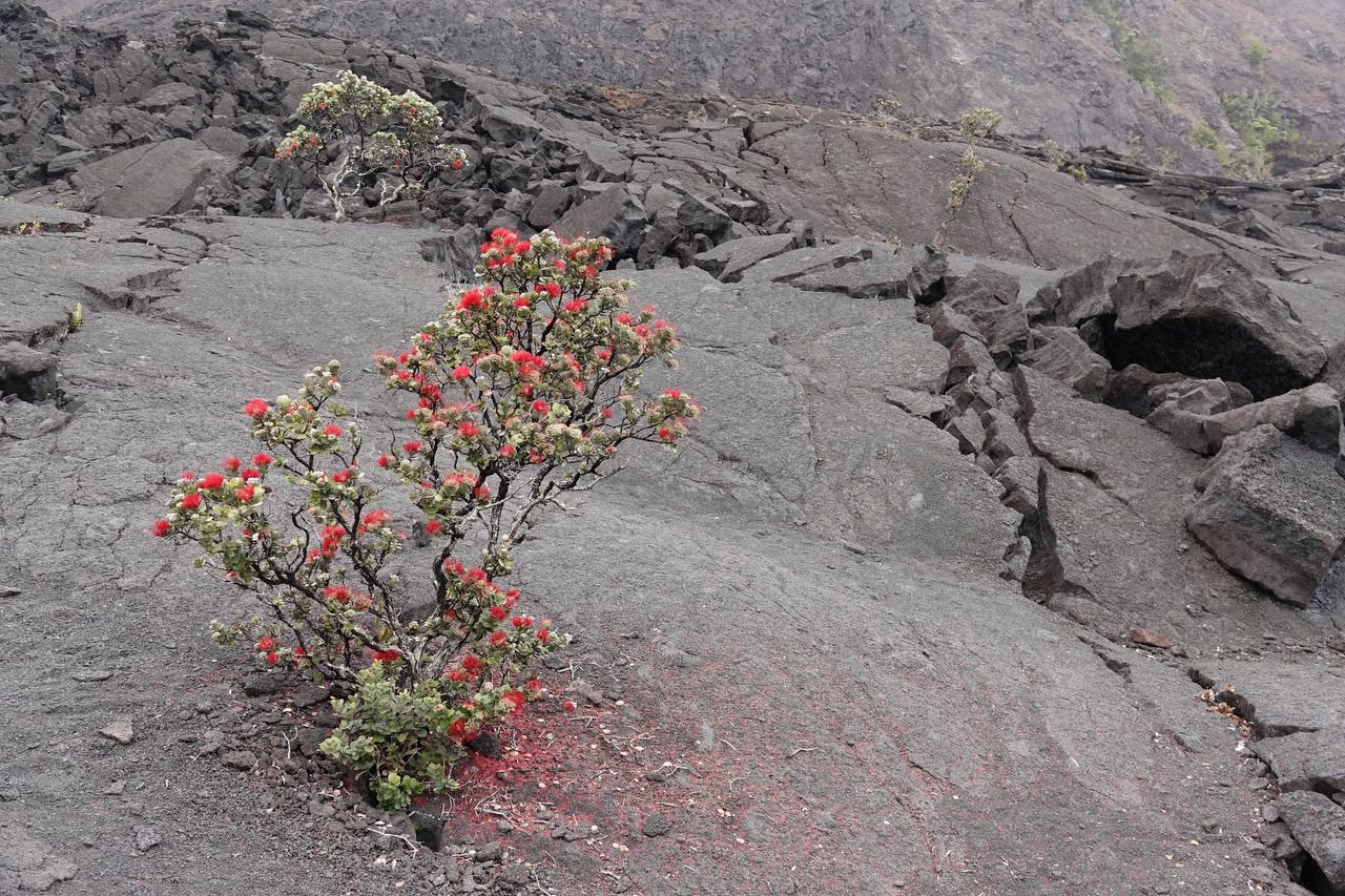 Ohia Lehua Tree with Flowers (DSC09117) – DrFeezell.com