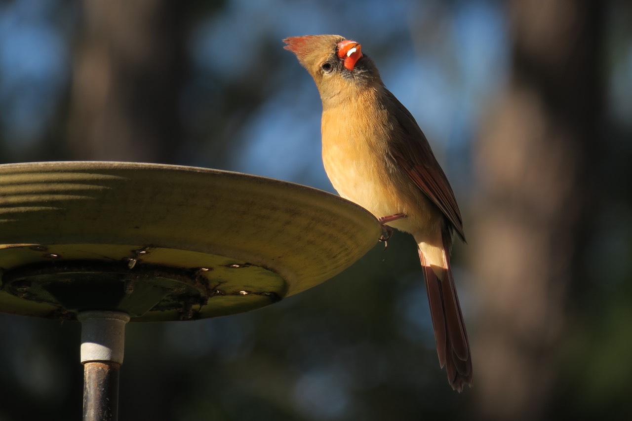 Female Red Cardinal (IMG_0061) – DrFeezell.com