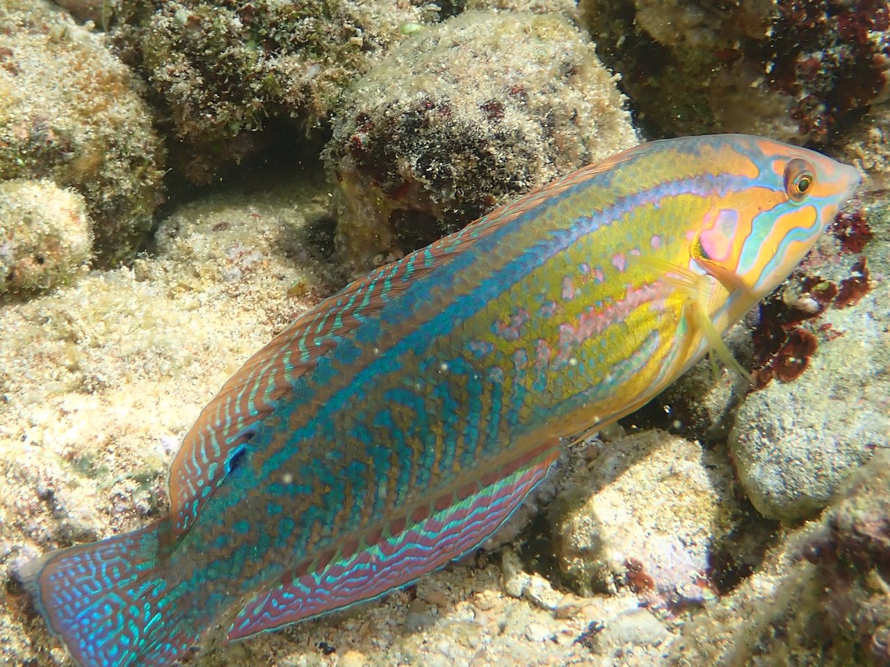 Elegant Coris Wrasse (P3170571) – DrFeezell.com