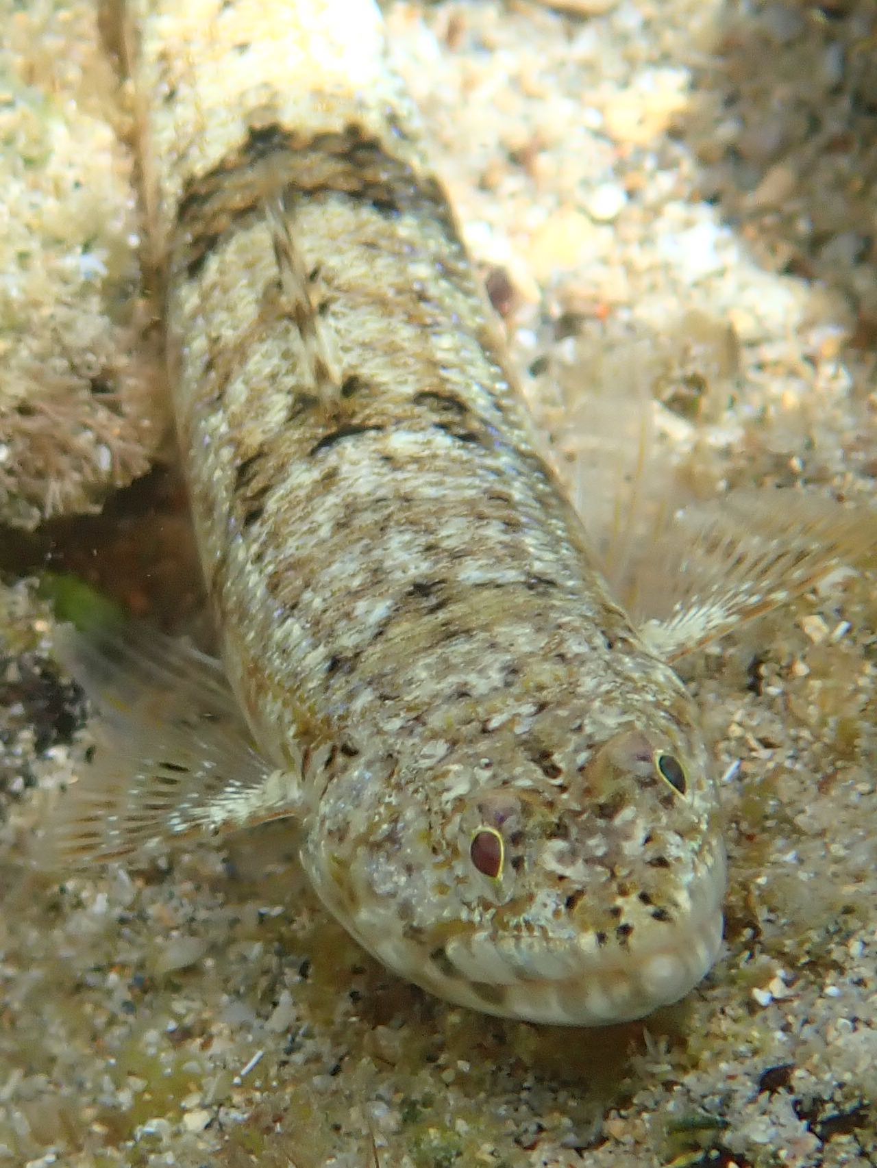 Hawaiian Lizardfish (P3170590) – DrFeezell.com